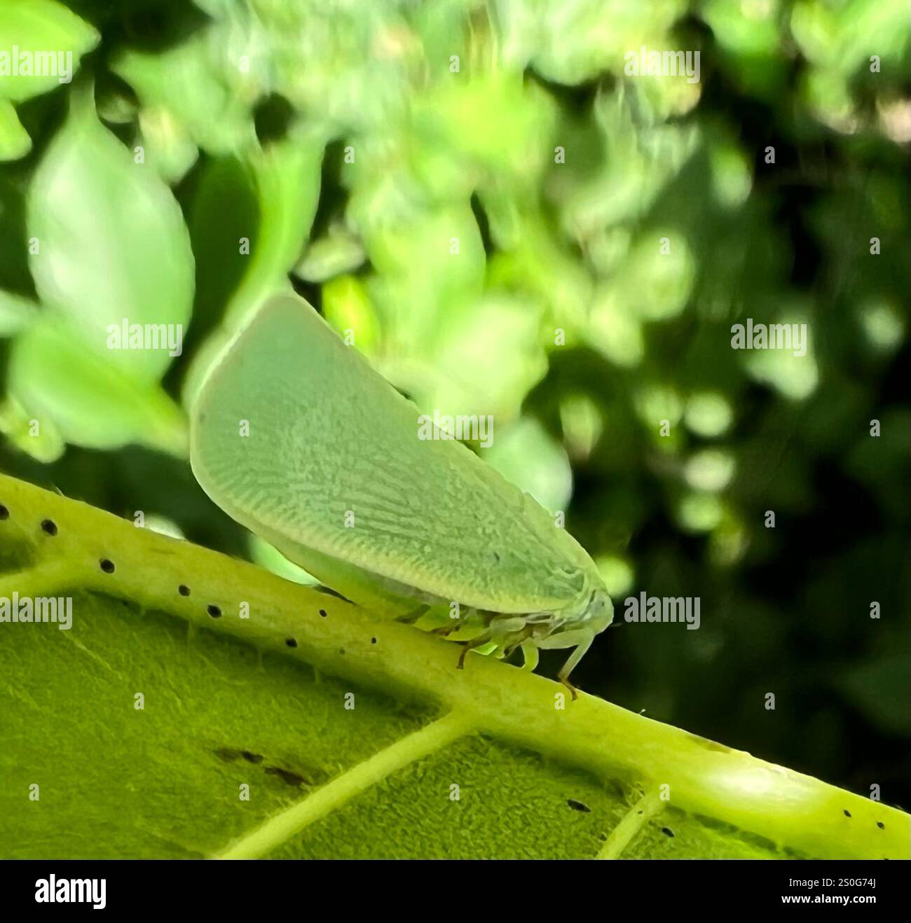 Northern Flatid Planthopper (Flatormenis proxima Stock Photo - Alamy