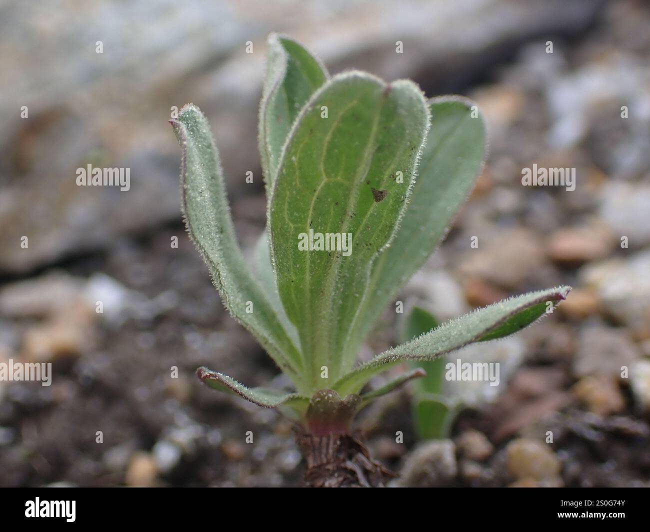 lyall's tonestus (Tonestus lyallii Stock Photo - Alamy