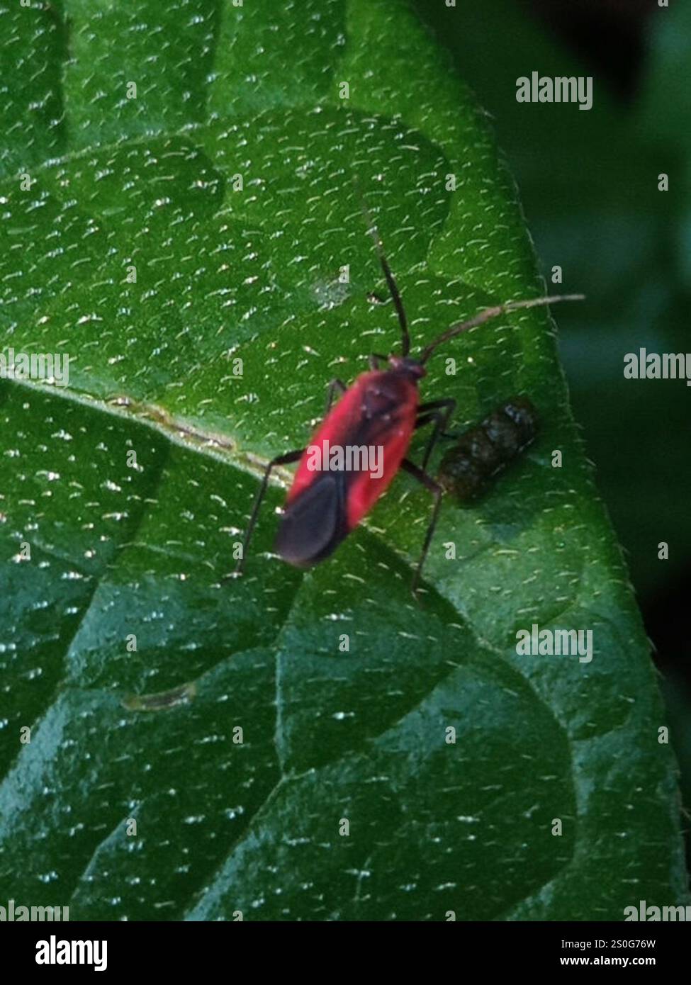 Scarlet Plant Bugs (Lopidea Stock Photo - Alamy