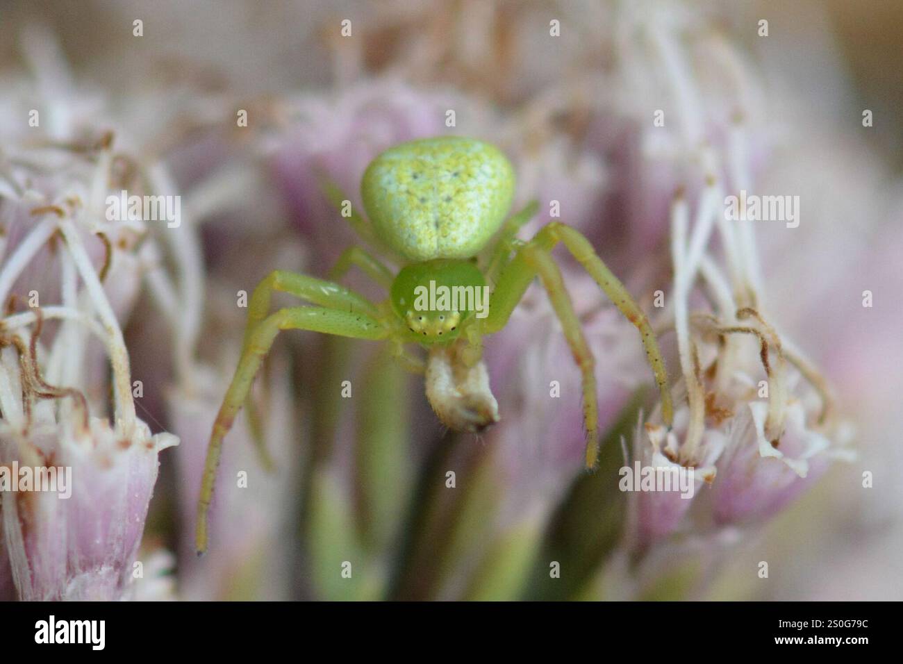 Triangle Crab Spider (Ebrechtella tricuspidata Stock Photo - Alamy