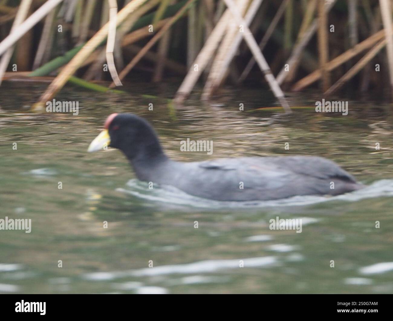 Slate-colored Coot (Fulica ardesiaca Stock Photo - Alamy