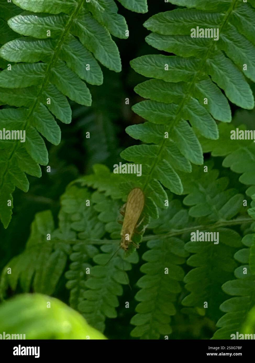 Isoperla grammatica stonefly hi-res stock photography and images - Alamy