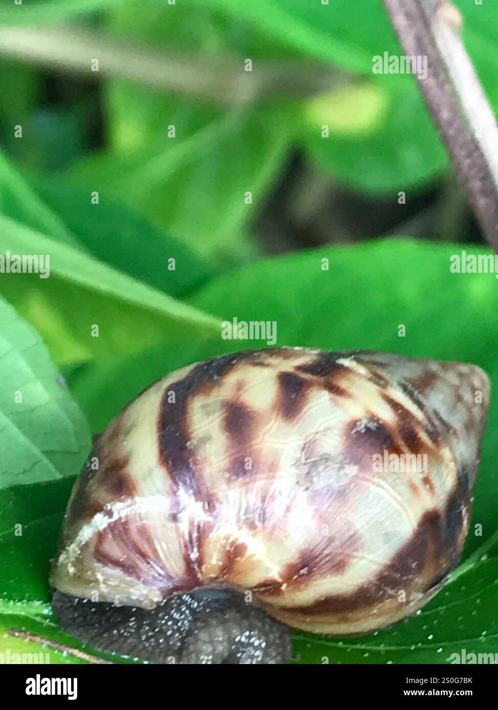 African Giant Snail (Lissachatina fulica Stock Photo - Alamy