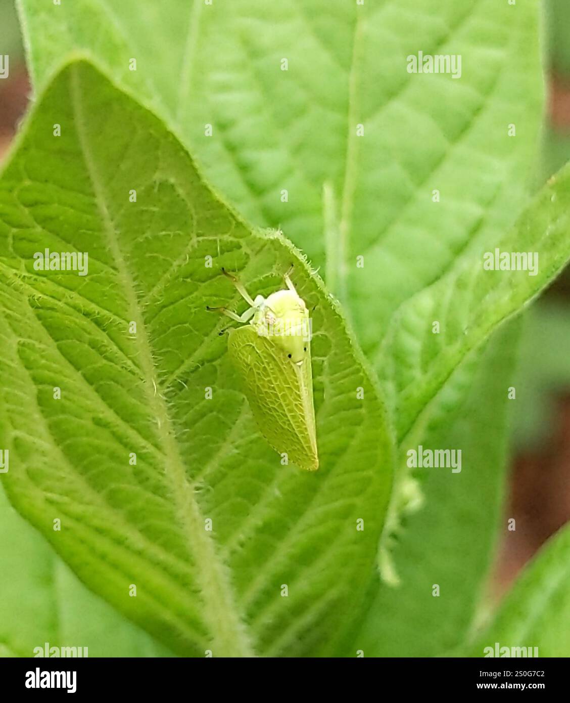 Green Cone-headed Planthopper (Acanalonia conica Stock Photo - Alamy