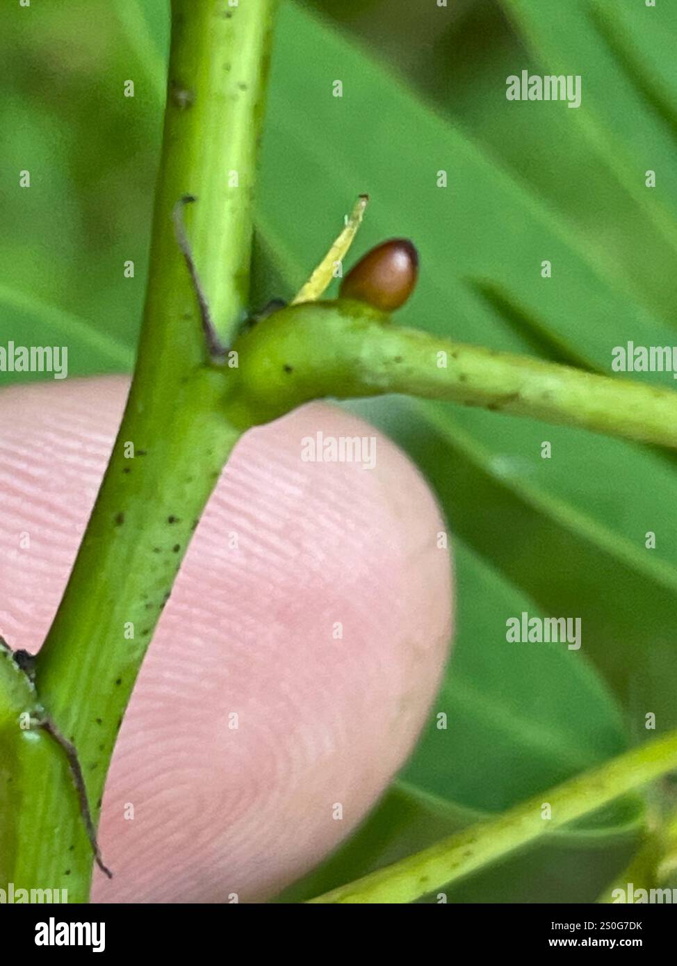 American senna (Senna hebecarpa Stock Photo - Alamy