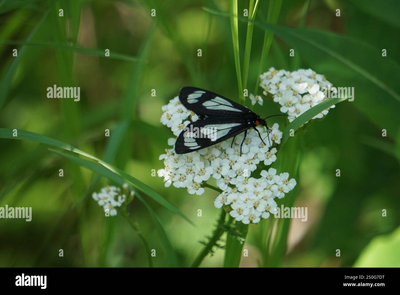 Police Car Moth (Gnophaela vermiculata Stock Photo - Alamy