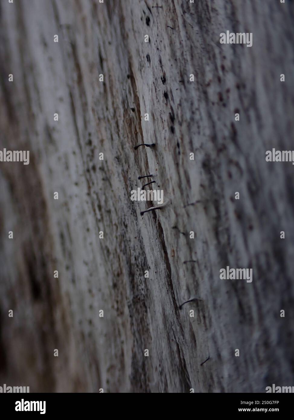 Subtile hi-res stock photography and images - Alamy