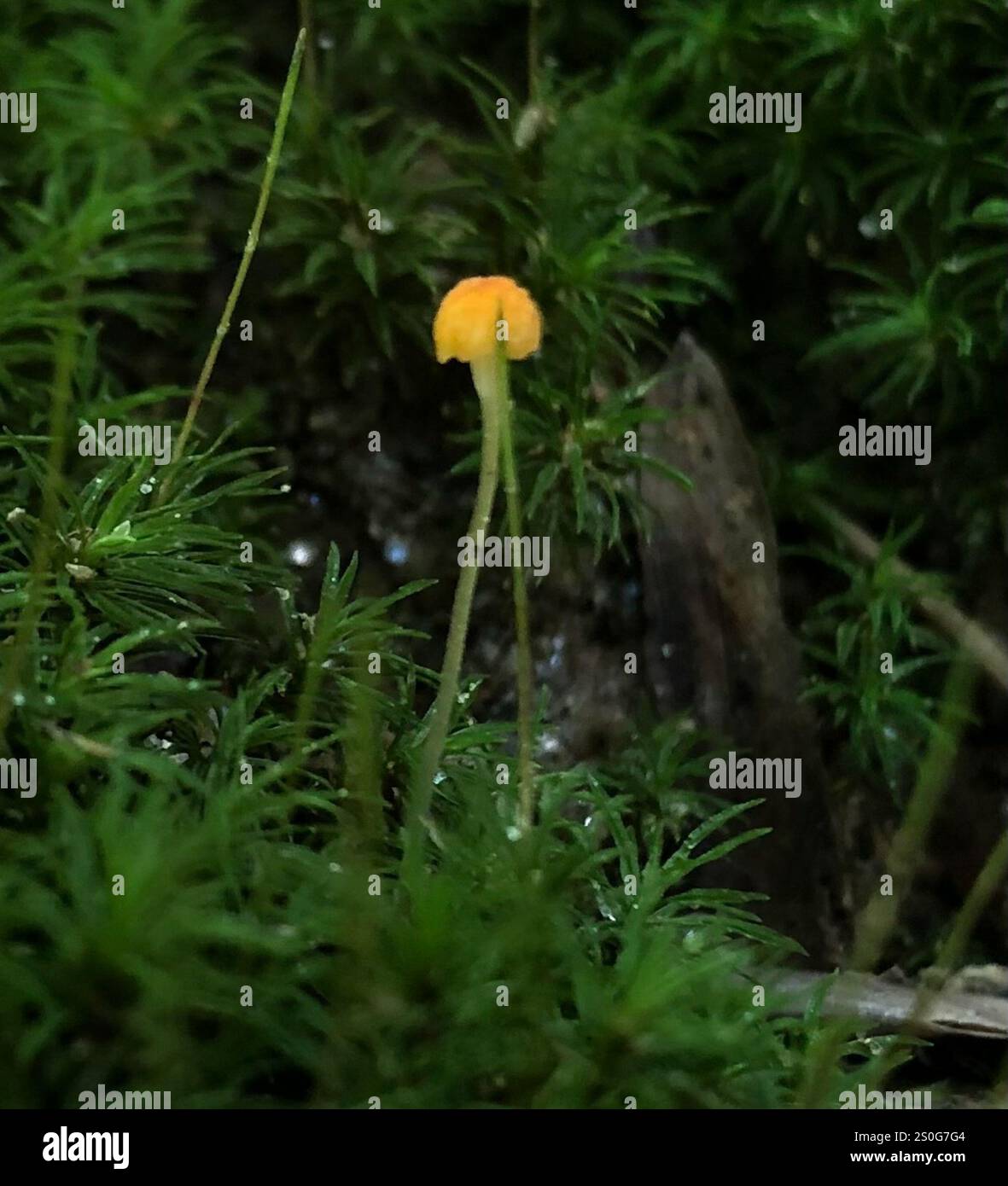 Orange Moss Navel (Rickenella fibula Stock Photo - Alamy