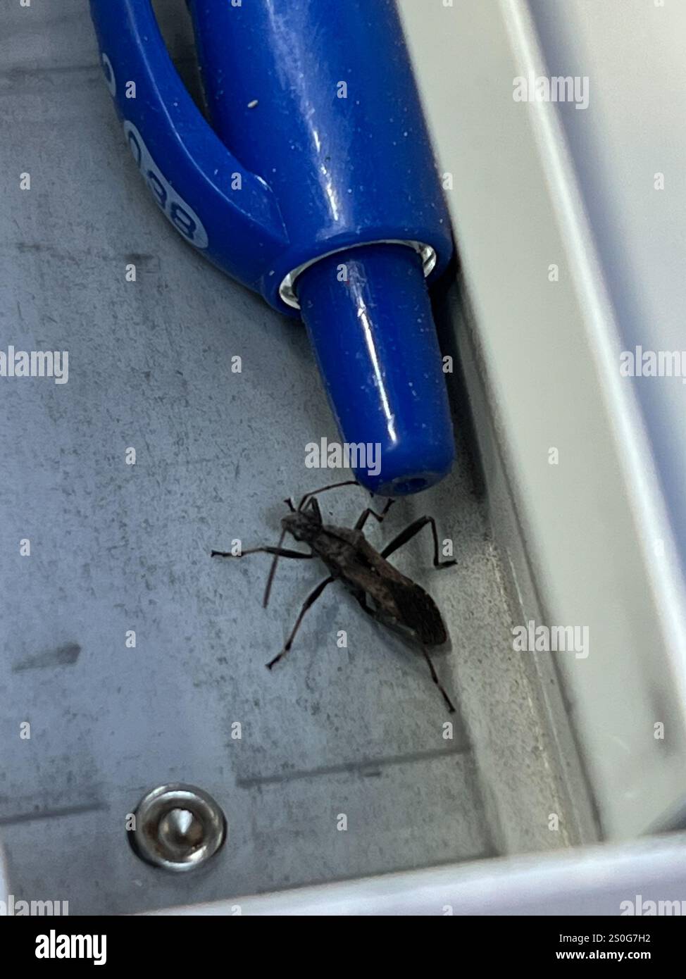 Black Fuzzy Broad-headed Bug (Alydus eurinus Stock Photo - Alamy