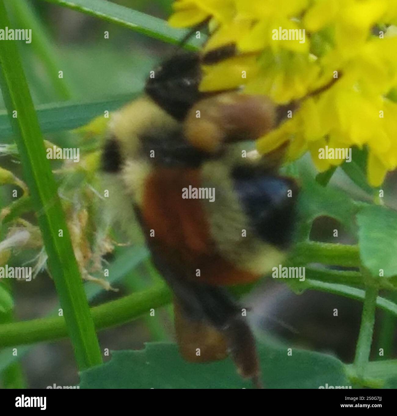 Tricolored Bumble Bee (Bombus ternarius Stock Photo - Alamy