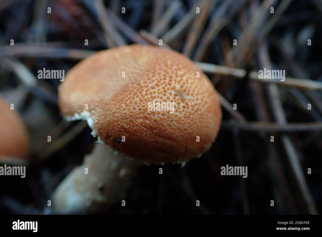 cinnabar powdercap (Cystodermella cinnabarina Stock Photo - Alamy