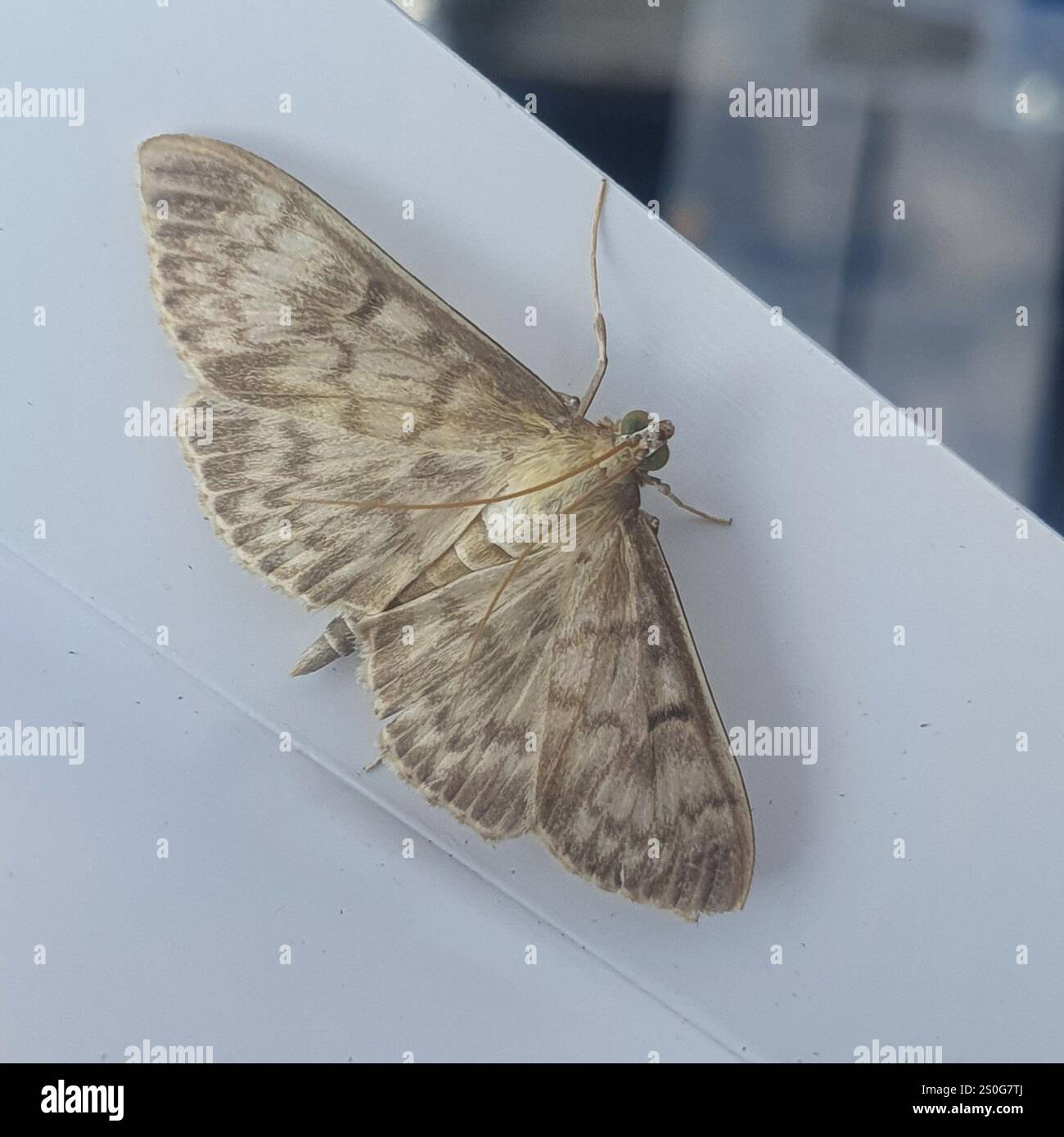 Mother of Pearl (Patania ruralis Stock Photo - Alamy