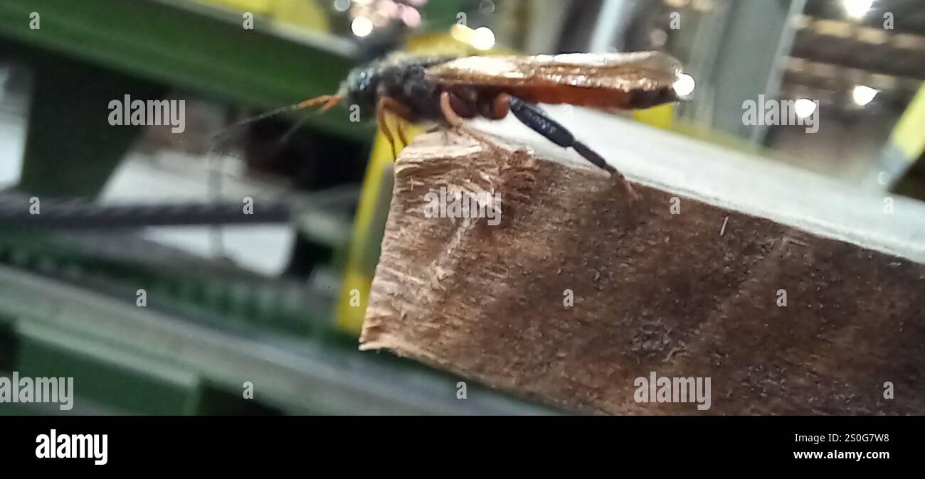 Steely-blue Woodwasp (Sirex juvencus Stock Photo - Alamy