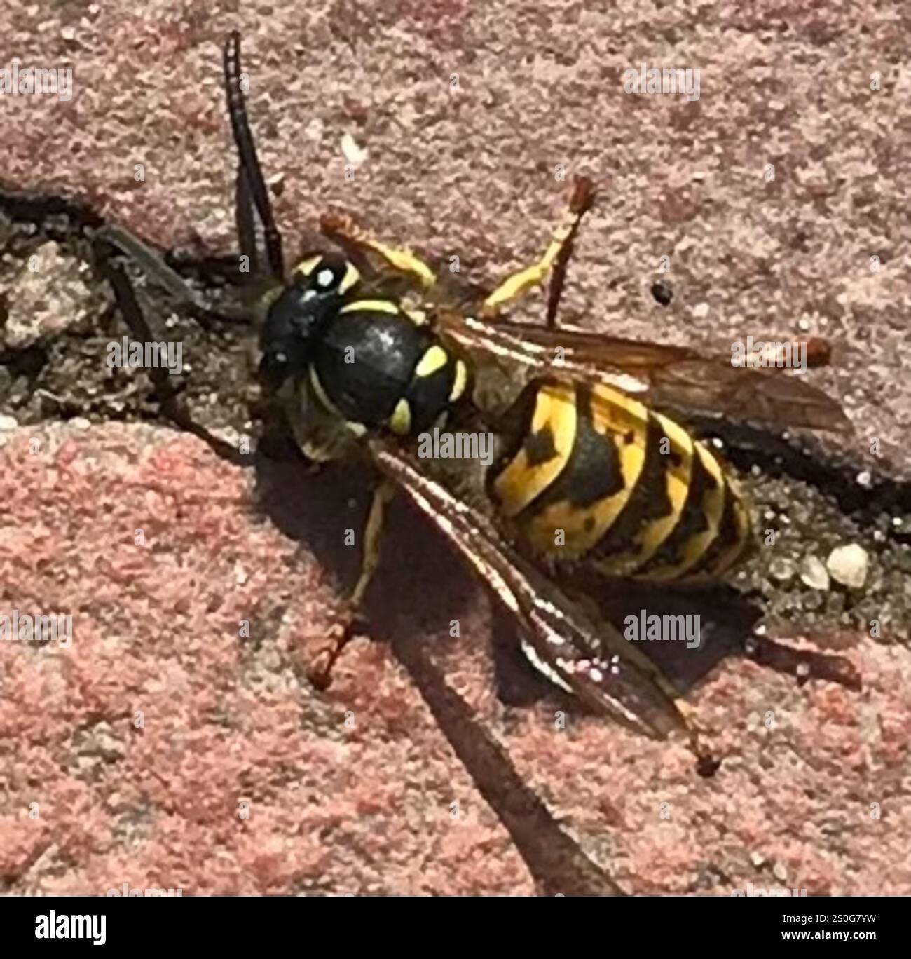 Ground Yellowjackets (Vespula Stock Photo - Alamy