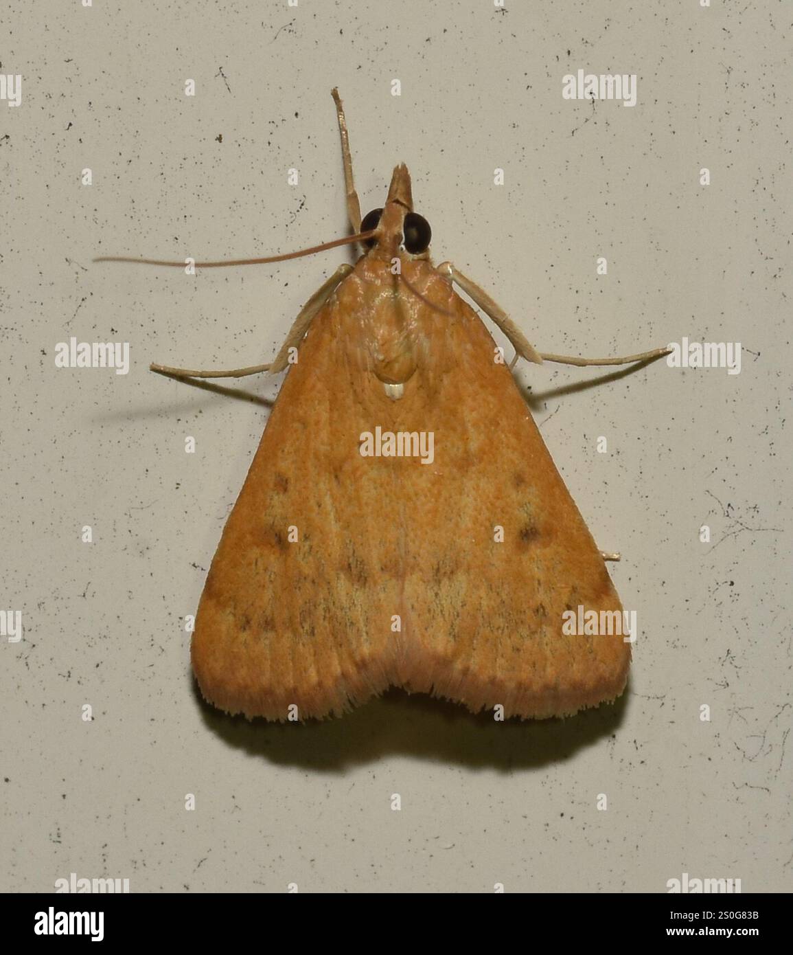 Garden Webworm Moth (Achyra rantalis Stock Photo - Alamy