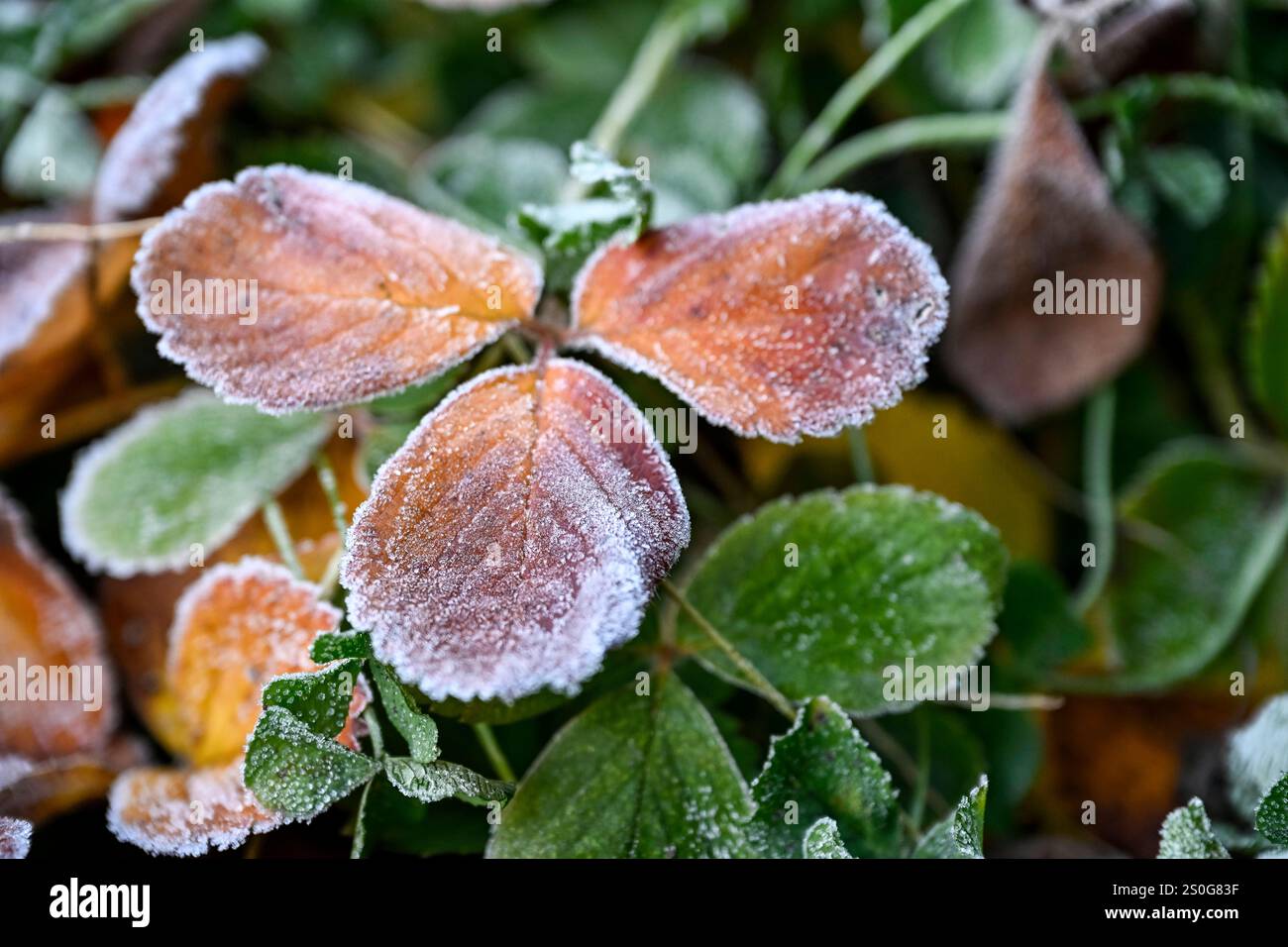 28.12.2024, Deutschland, Baden Würrtemberg, Reif umzieht ein Blatt, BLF ...