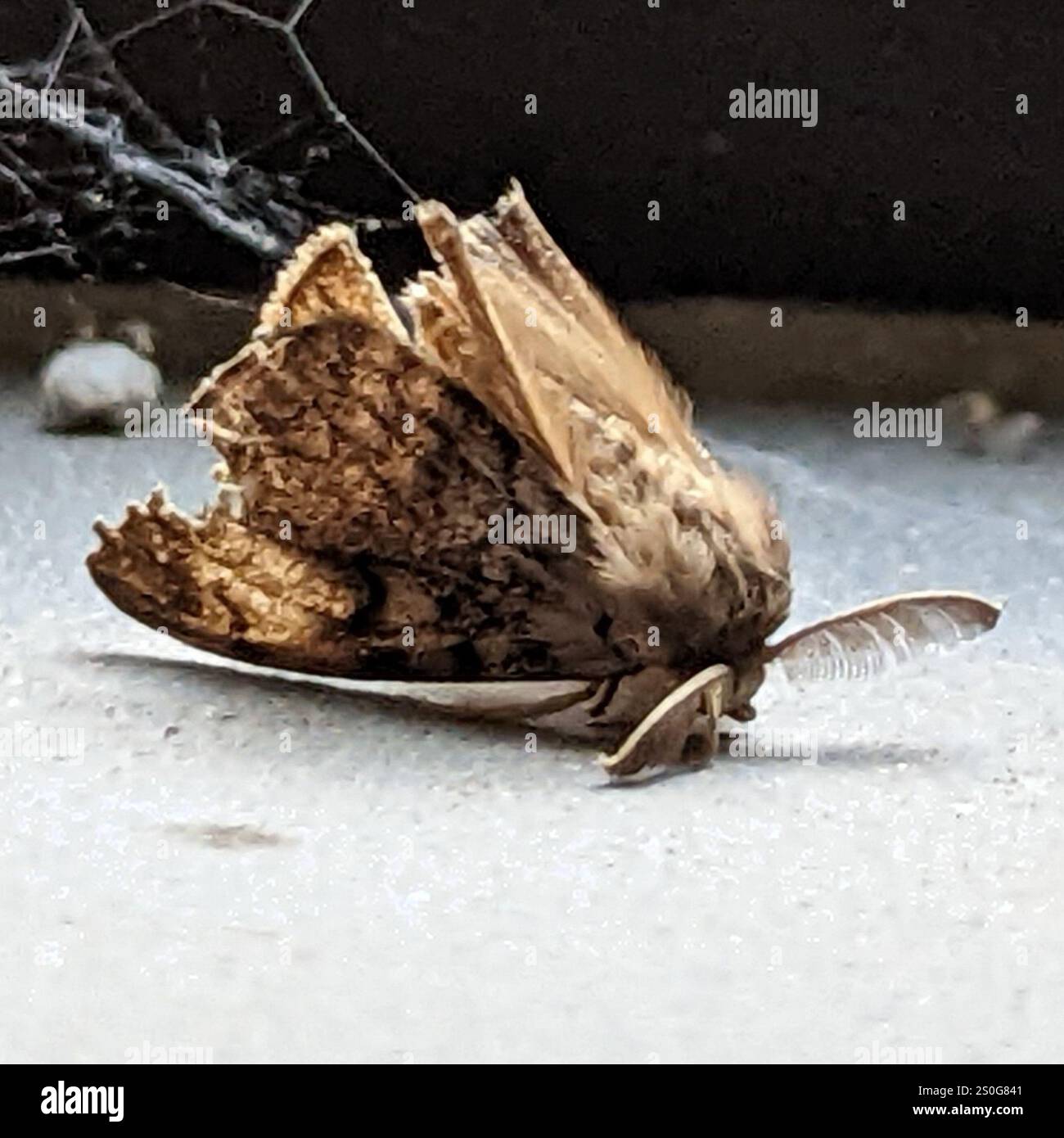 Owlet Moths and Allies (Noctuoidea Stock Photo - Alamy