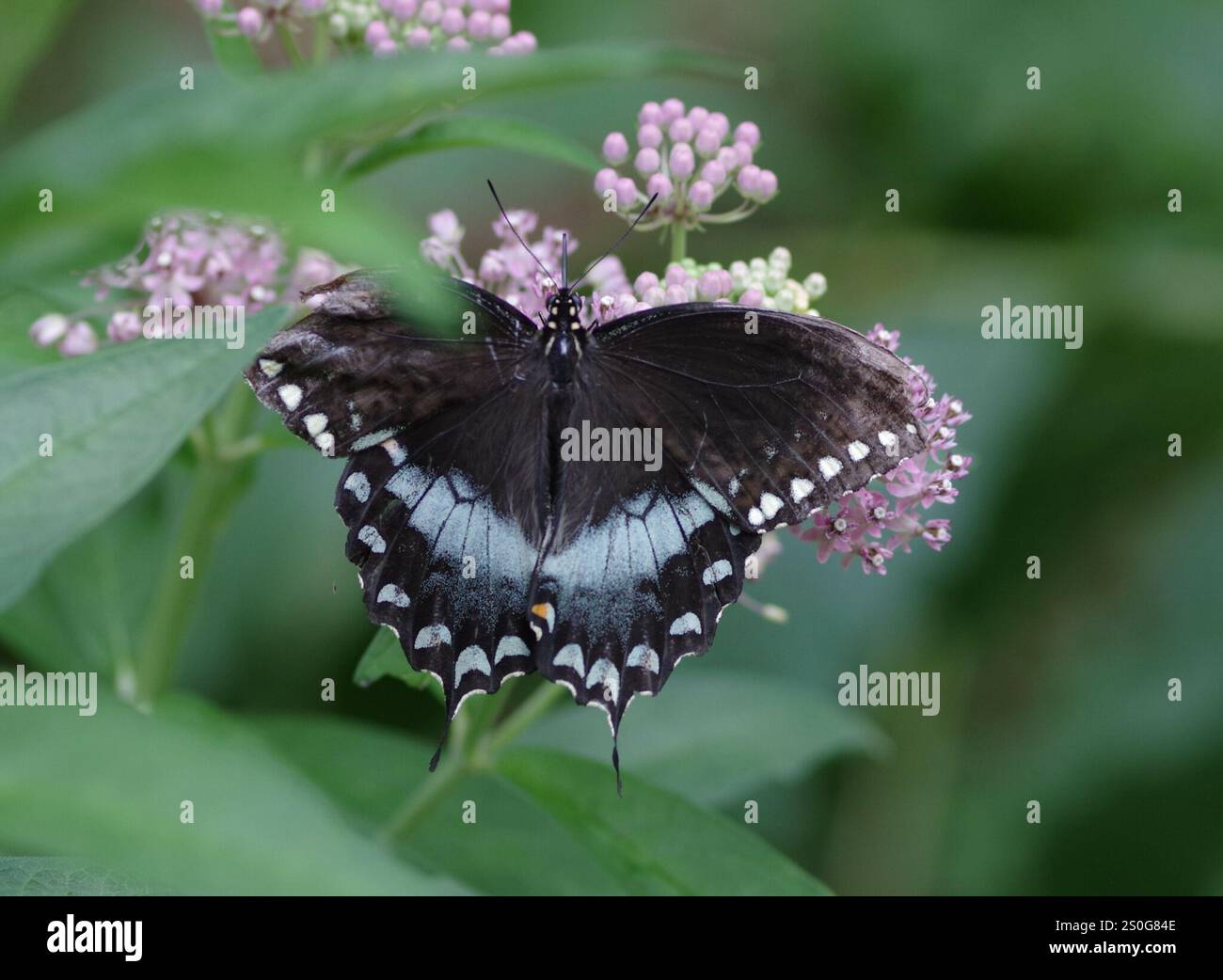 Spicebush Swallowtail (Papilio troilus Stock Photo - Alamy