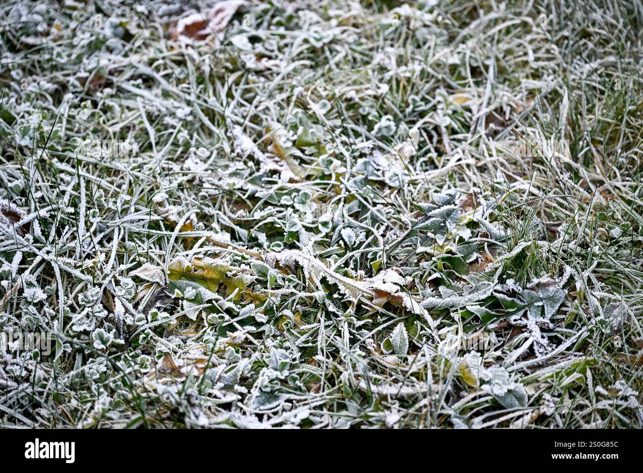 28.12.2024, Deutschland, Baden Würrtemberg, Reif auf einer Rasenfläche ...