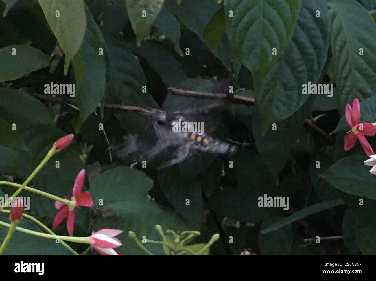 Rustic Sphinx (Manduca rustica Stock Photo - Alamy
