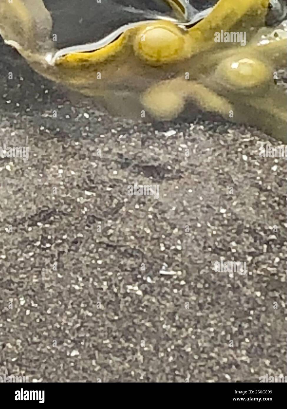 Ray-finned Fishes (Actinopterygii Stock Photo - Alamy