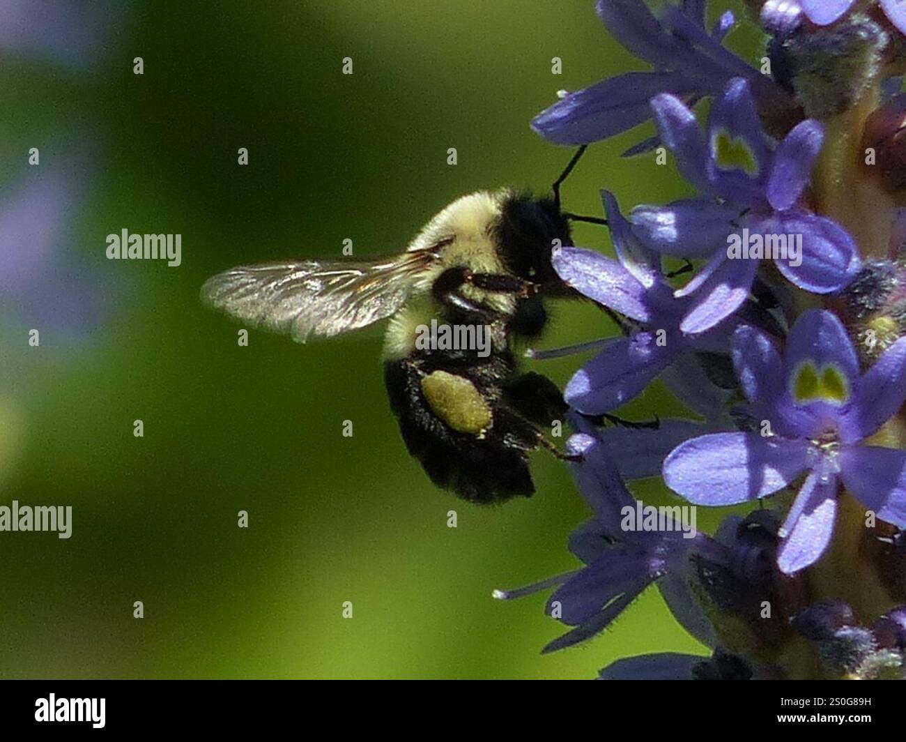 Common Eastern Bumble Bee (Bombus impatiens Stock Photo - Alamy