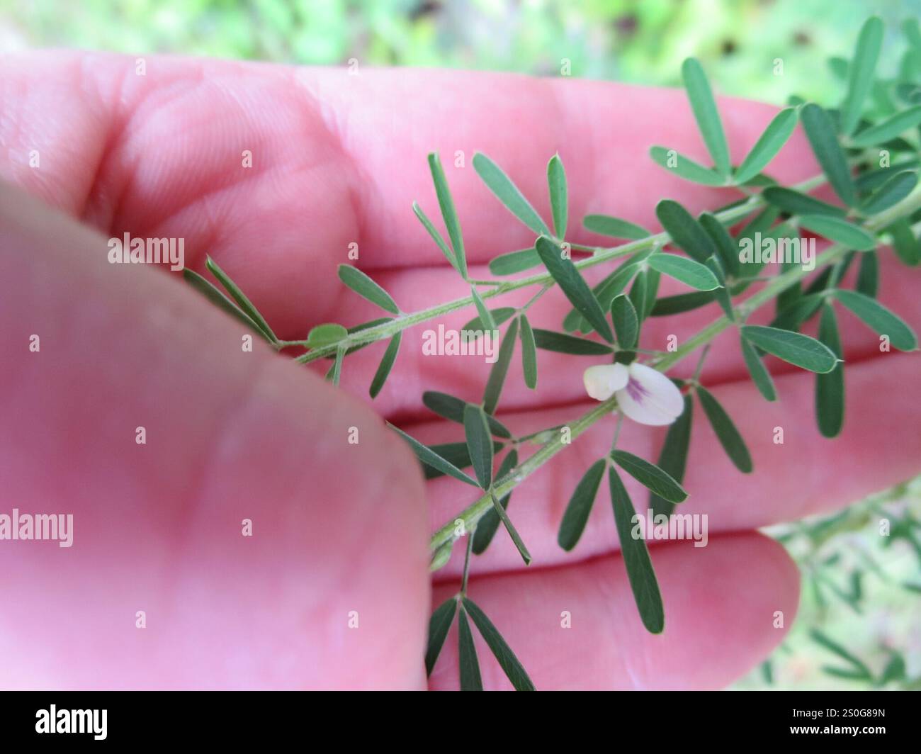 Chinese bushclover (Lespedeza cuneata Stock Photo - Alamy