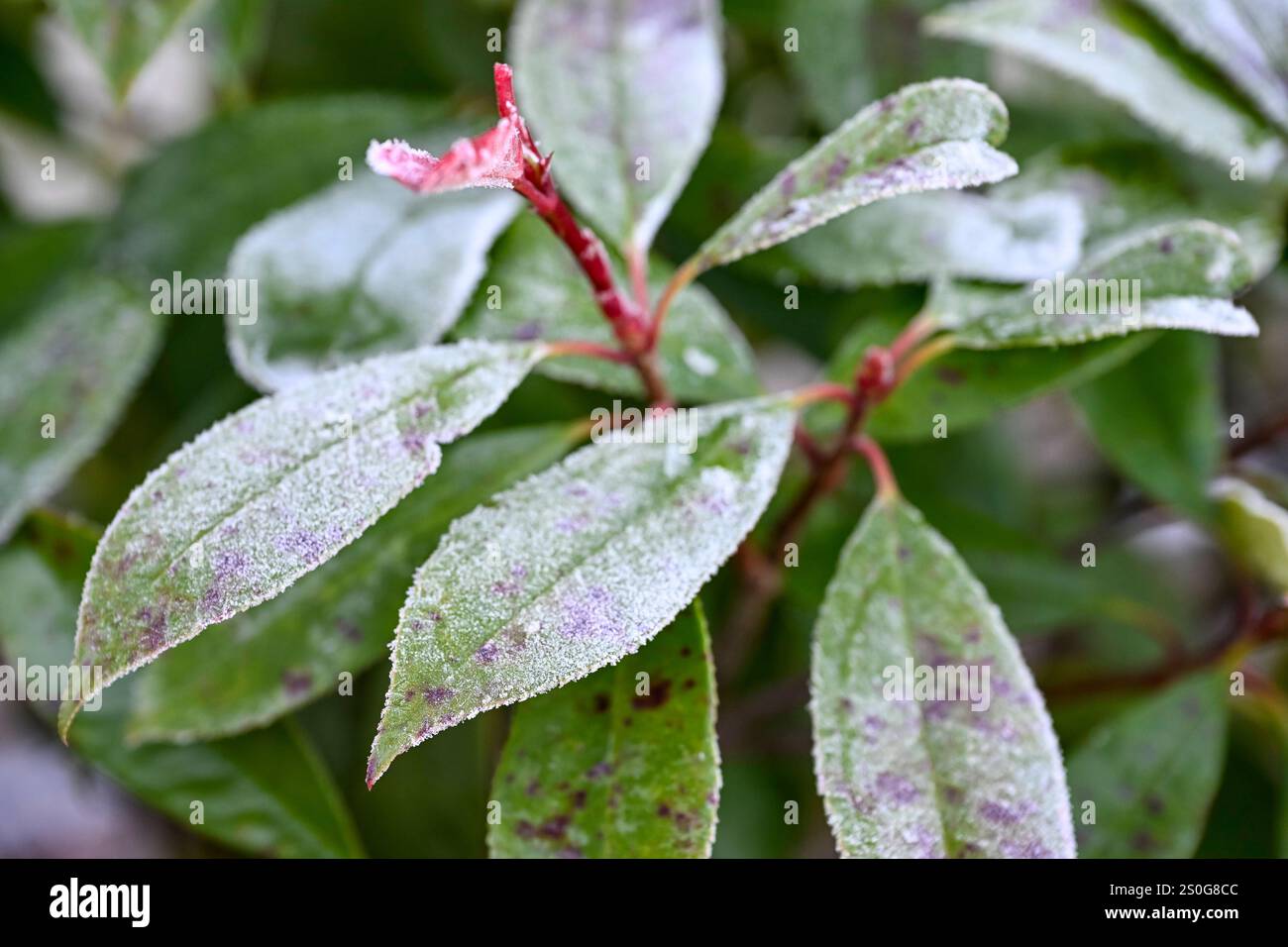 28.12.2024, Deutschland, Baden Würrtemberg, Reif überzieht eine ...
