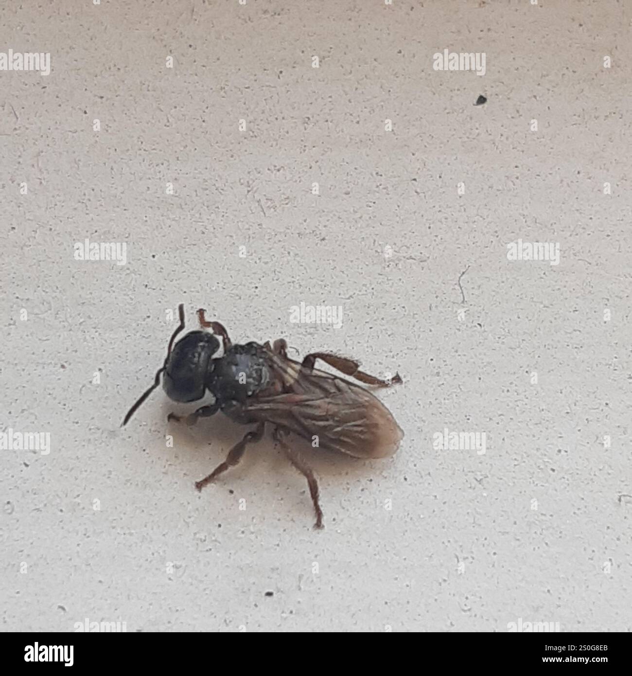 Stingless Bees (Meliponini Stock Photo - Alamy