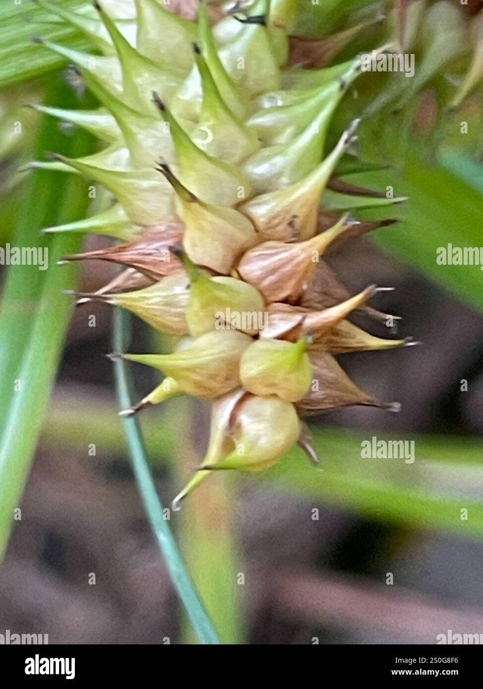 retrorse sedge (Carex retrorsa Stock Photo - Alamy