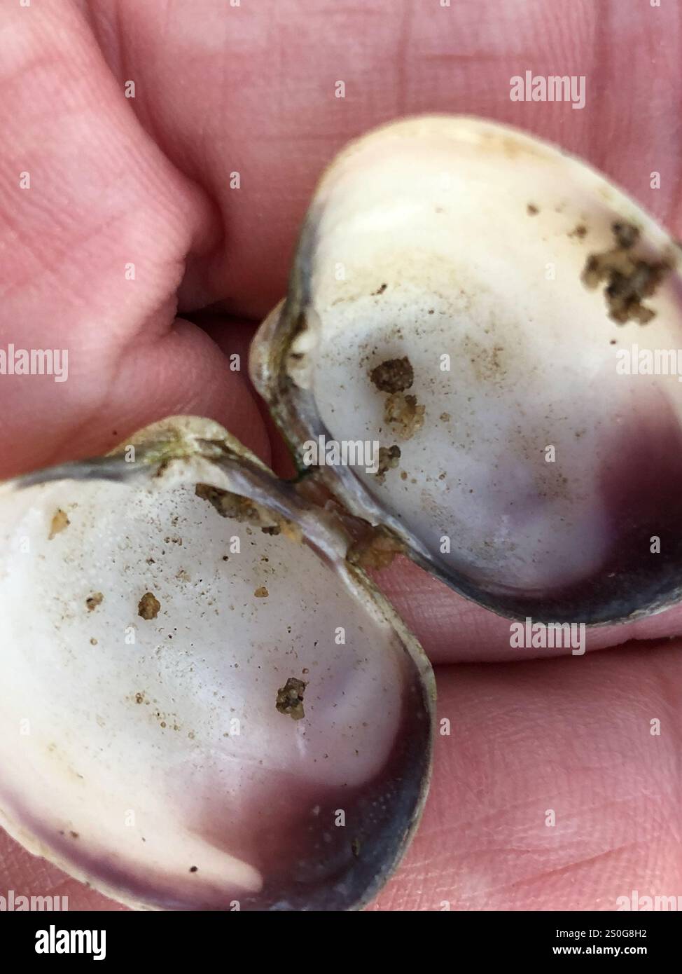 Japanese Littleneck (Ruditapes philippinarum Stock Photo - Alamy