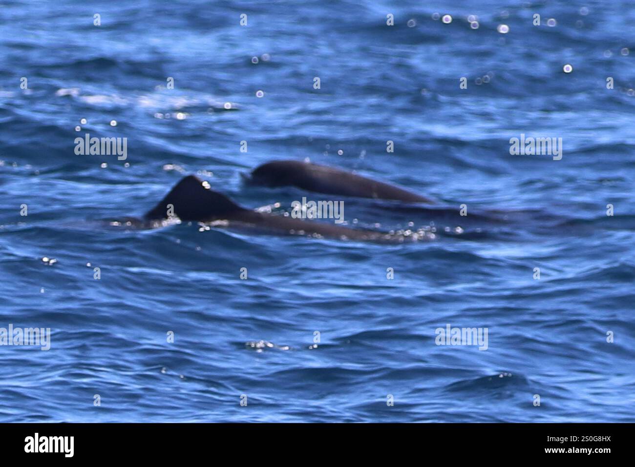 Pygmy Killer Whale (Feresa attenuata Stock Photo - Alamy