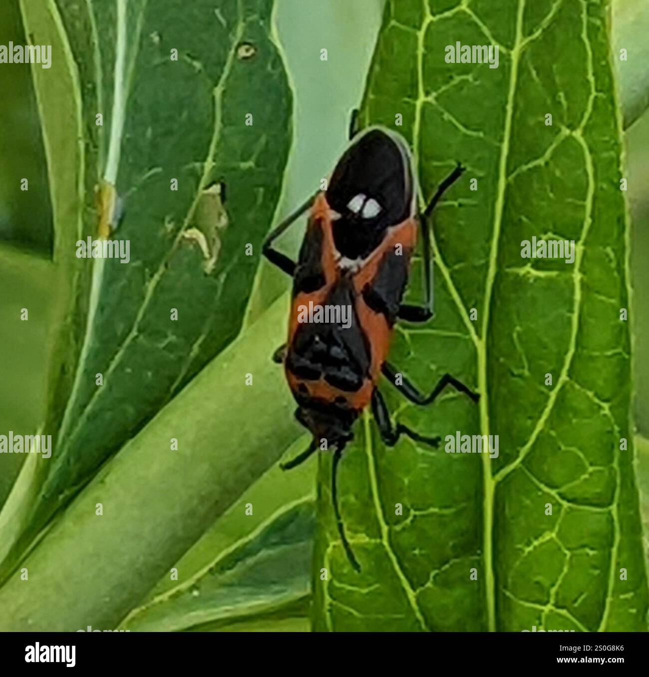 Small Milkweed Bug (Lygaeus kalmii Stock Photo - Alamy