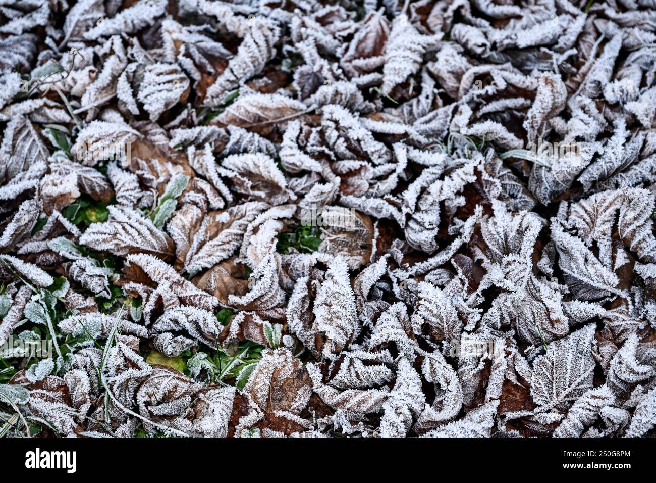 28.12.2024, Deutschland, Baden Würrtemberg, Reif umzieht Herbstlaub ...