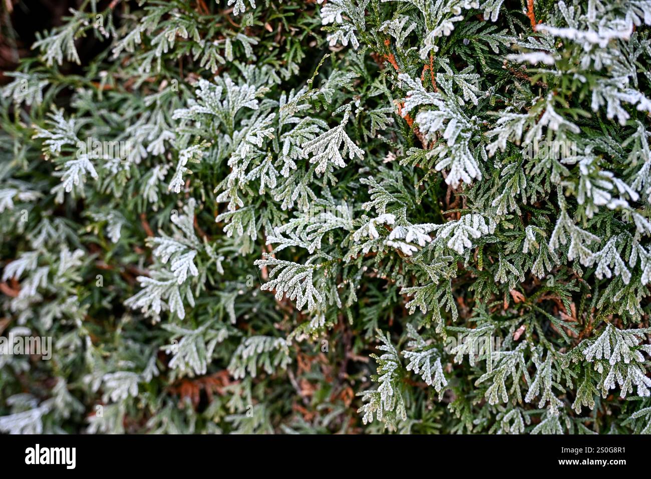 28.12.2024, Deutschland, Baden Würrtemberg, Reif umzieht eine ...