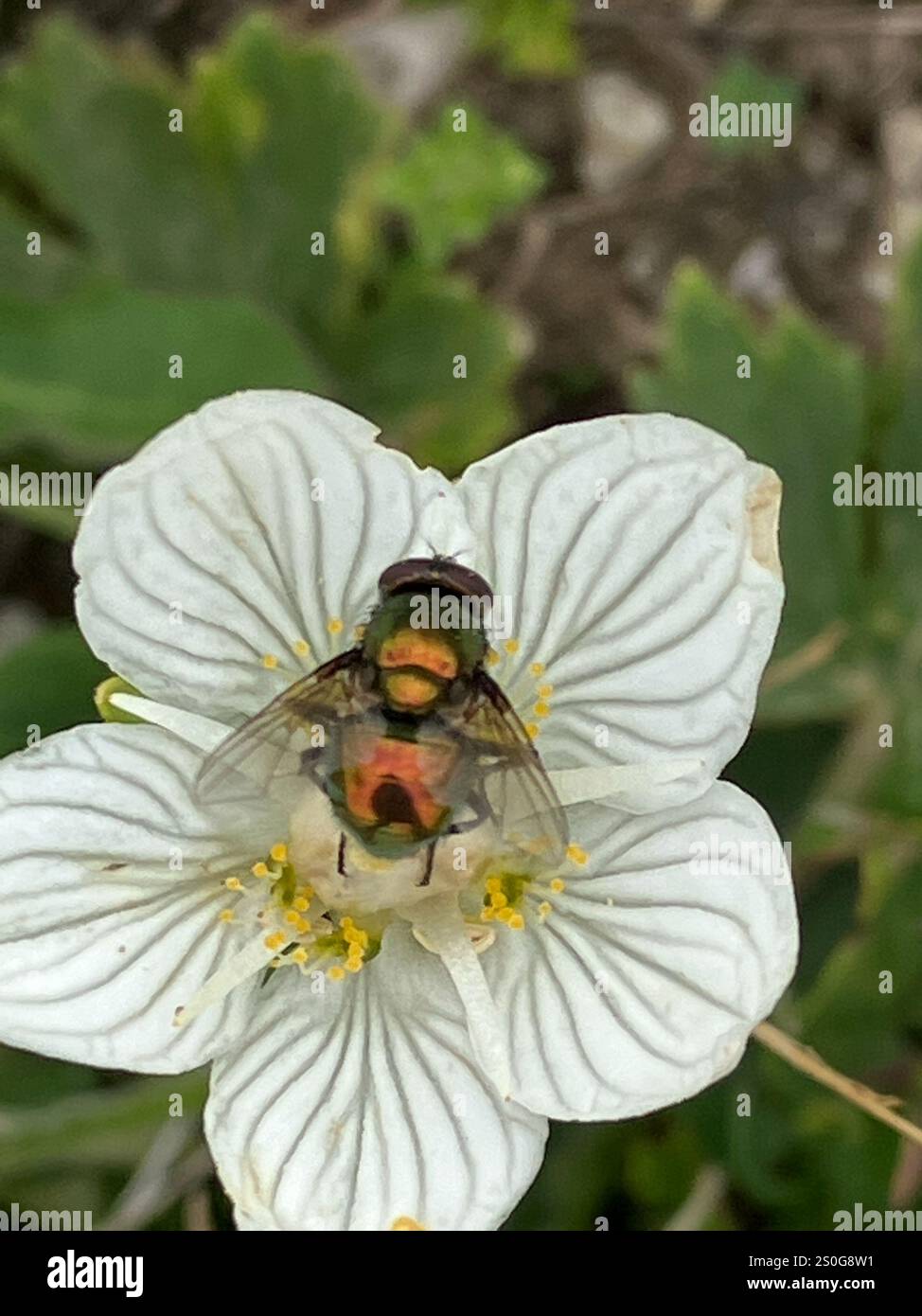 Greenbottle Flies (Lucilia Stock Photo - Alamy