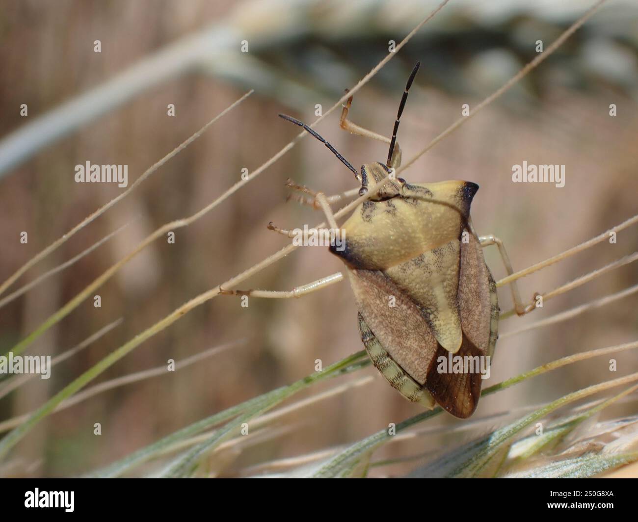 northern fruit bug (Carpocoris fuscispinus Stock Photo - Alamy