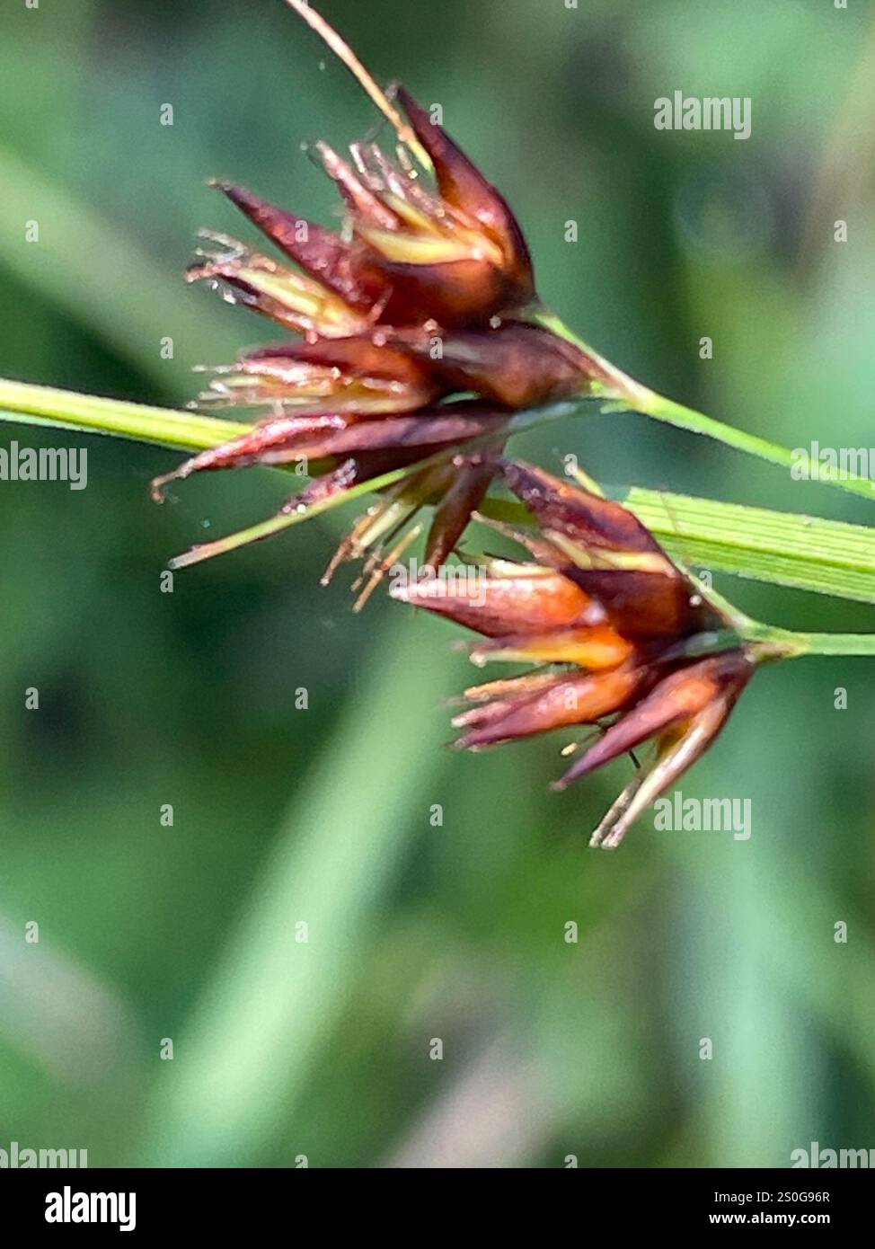 Clustered Beaksedge (Rhynchospora glomerata Stock Photo - Alamy