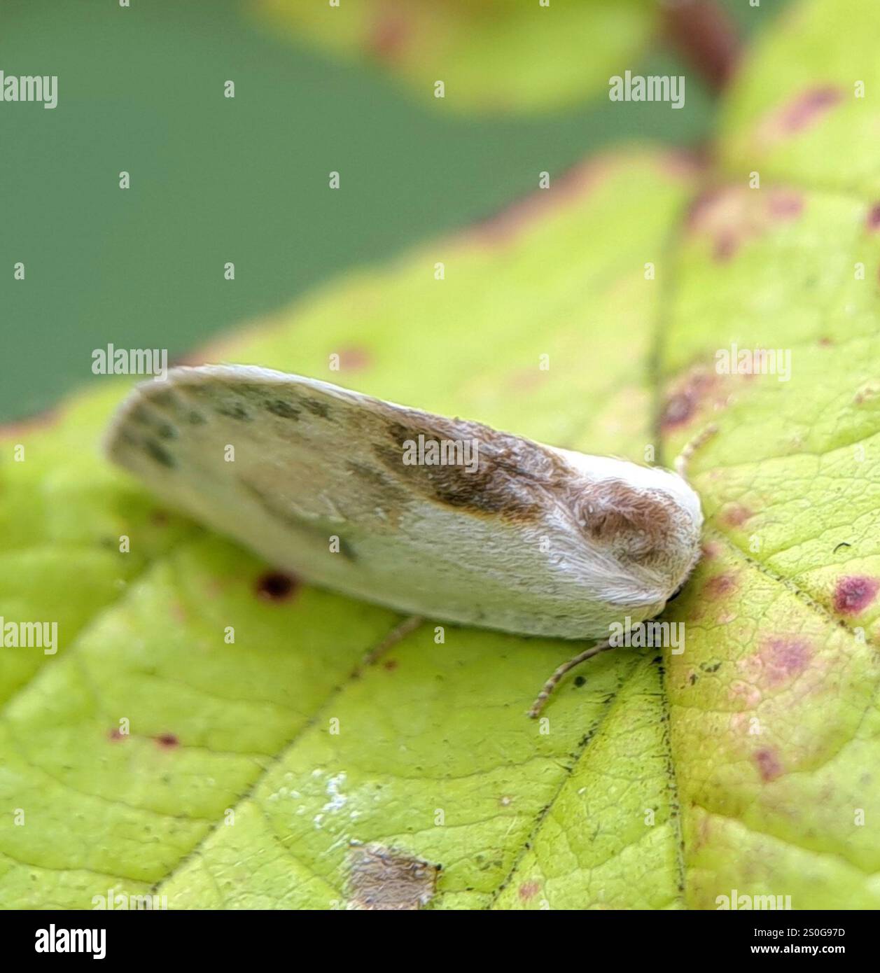 Chinese Character (Cilix glaucata Stock Photo - Alamy