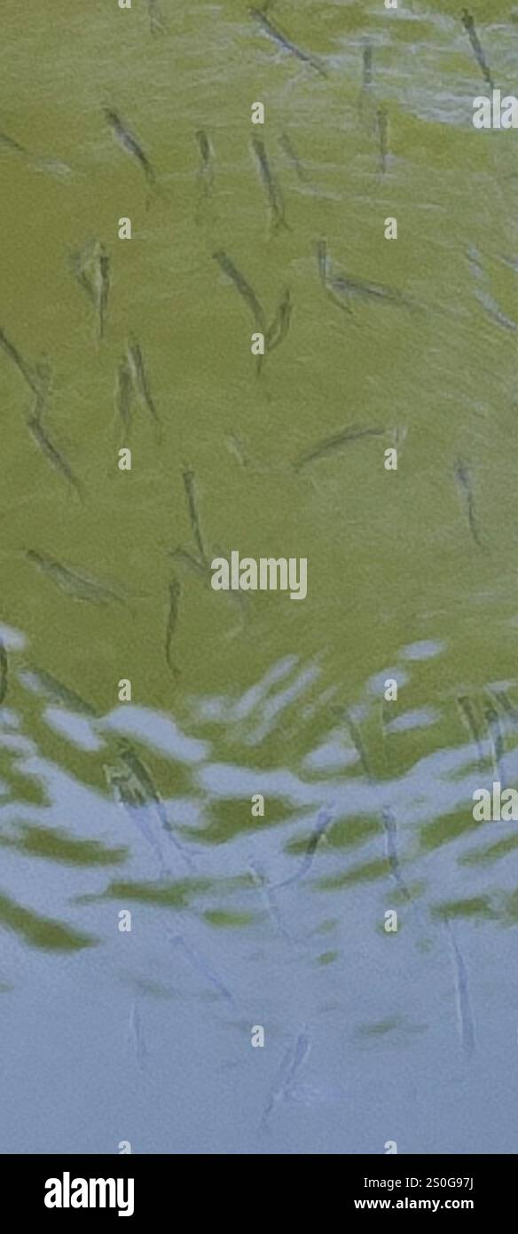 Ray-finned Fishes (Actinopterygii Stock Photo - Alamy