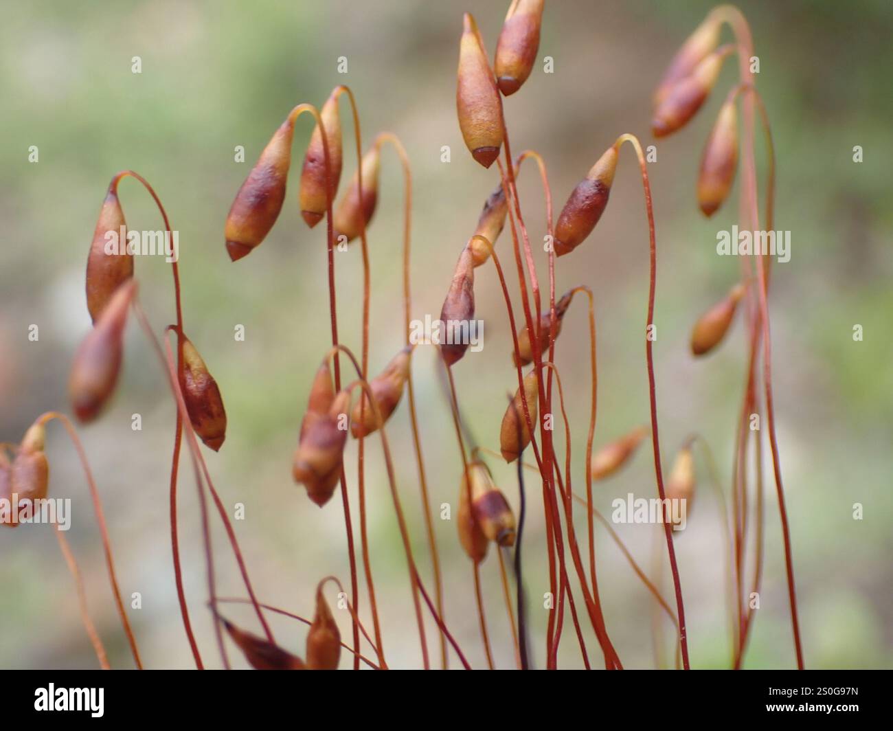 Ptychostomum pseudotriquetrum hi-res stock photography and images - Alamy
