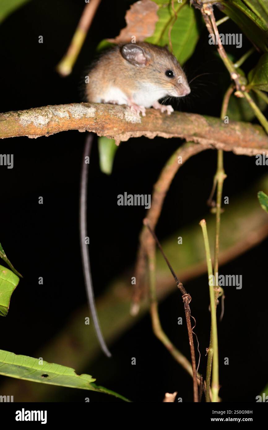 Typical old world mice hi-res stock photography and images - Alamy