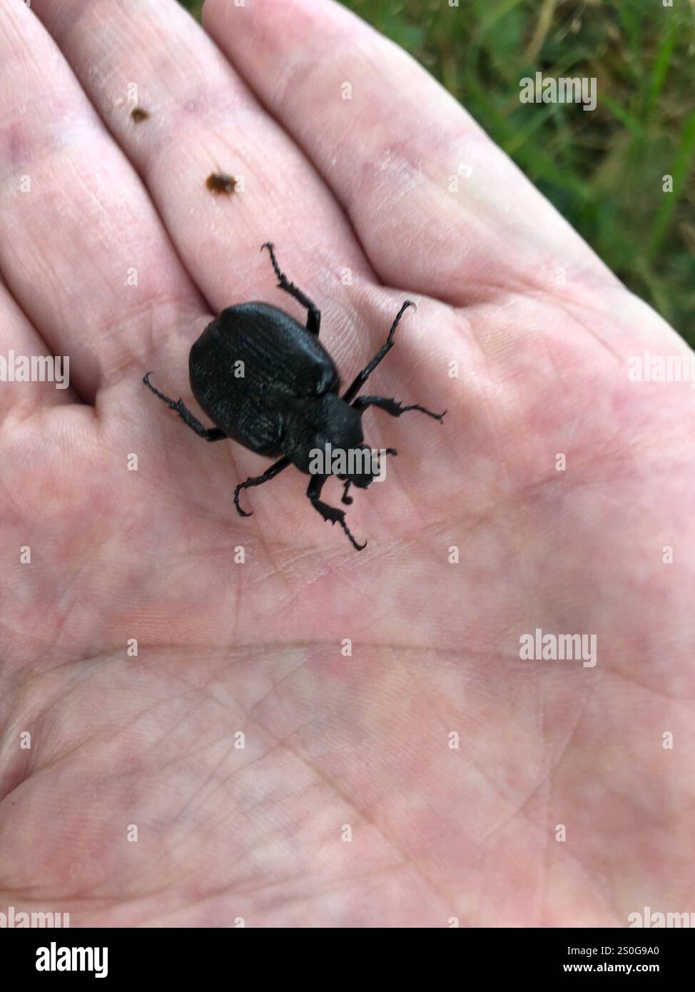 Typical Hermit Beetles (Osmoderma Stock Photo - Alamy