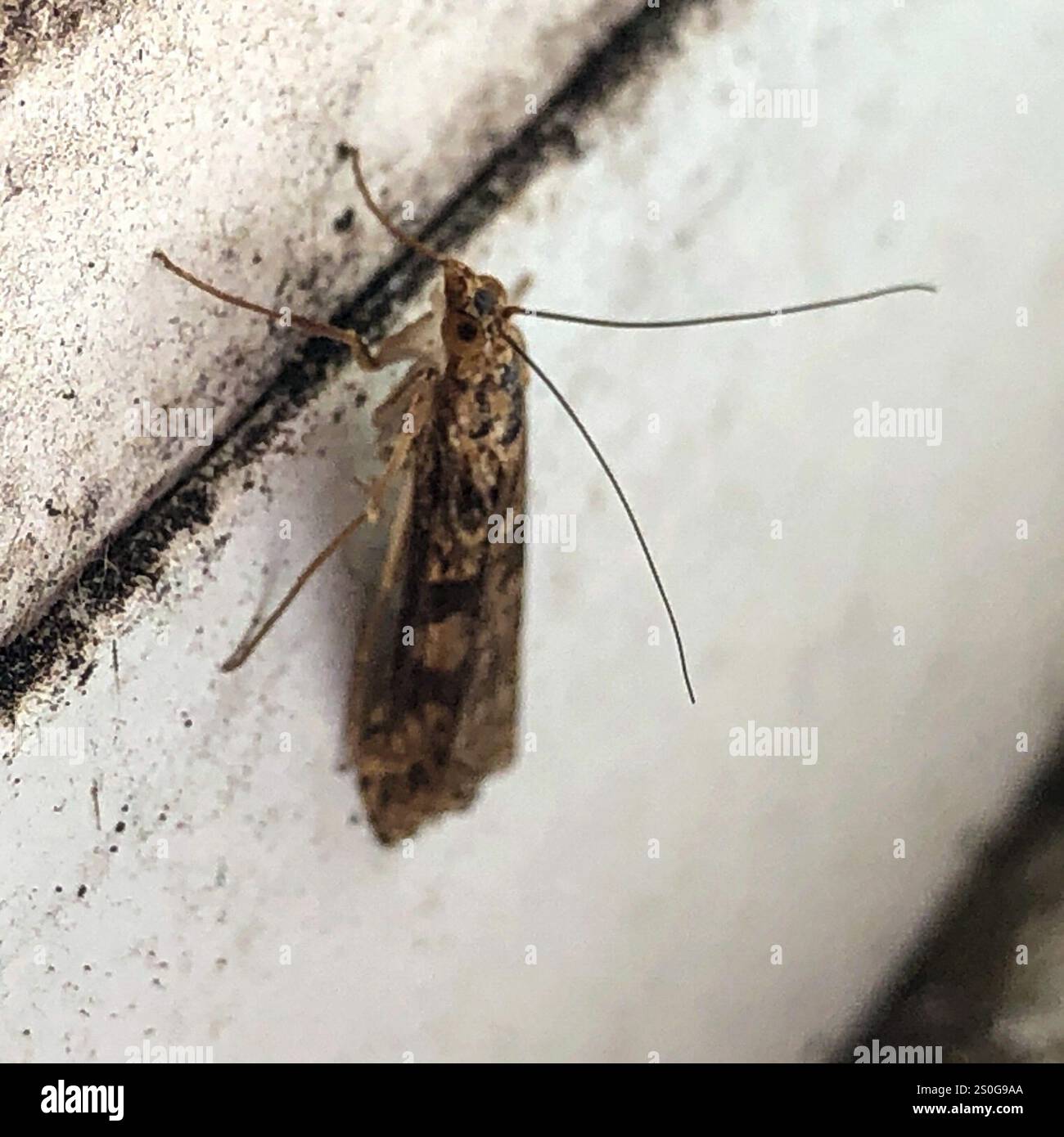 Lucerne Moth (Nomophila nearctica Stock Photo - Alamy