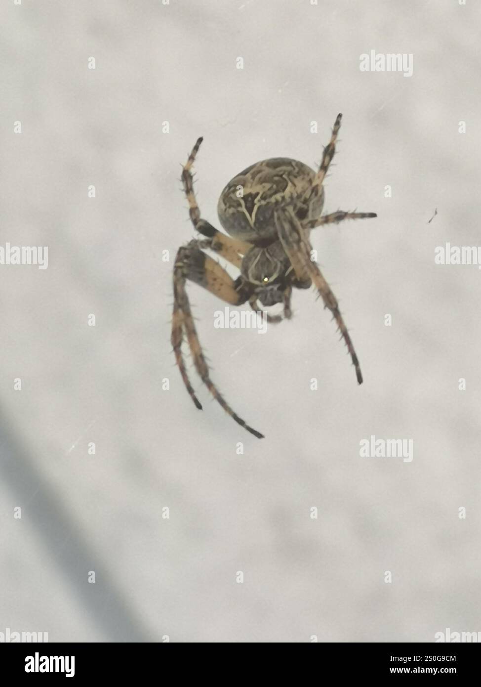 Grey Cross Spider (Larinioides sclopetarius Stock Photo - Alamy