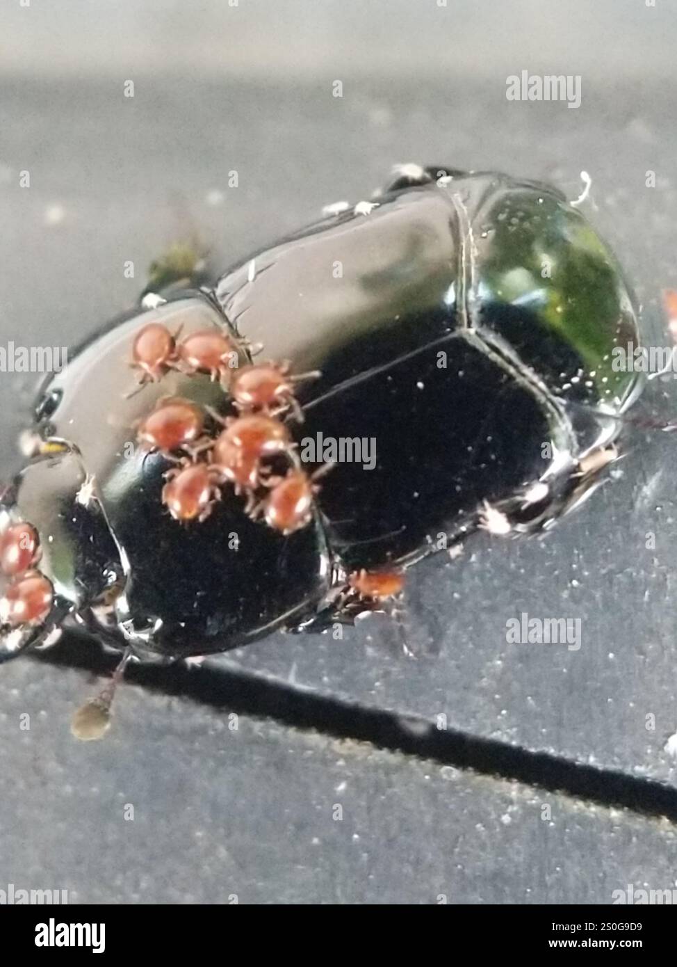 Mites and Ticks (Acari Stock Photo - Alamy
