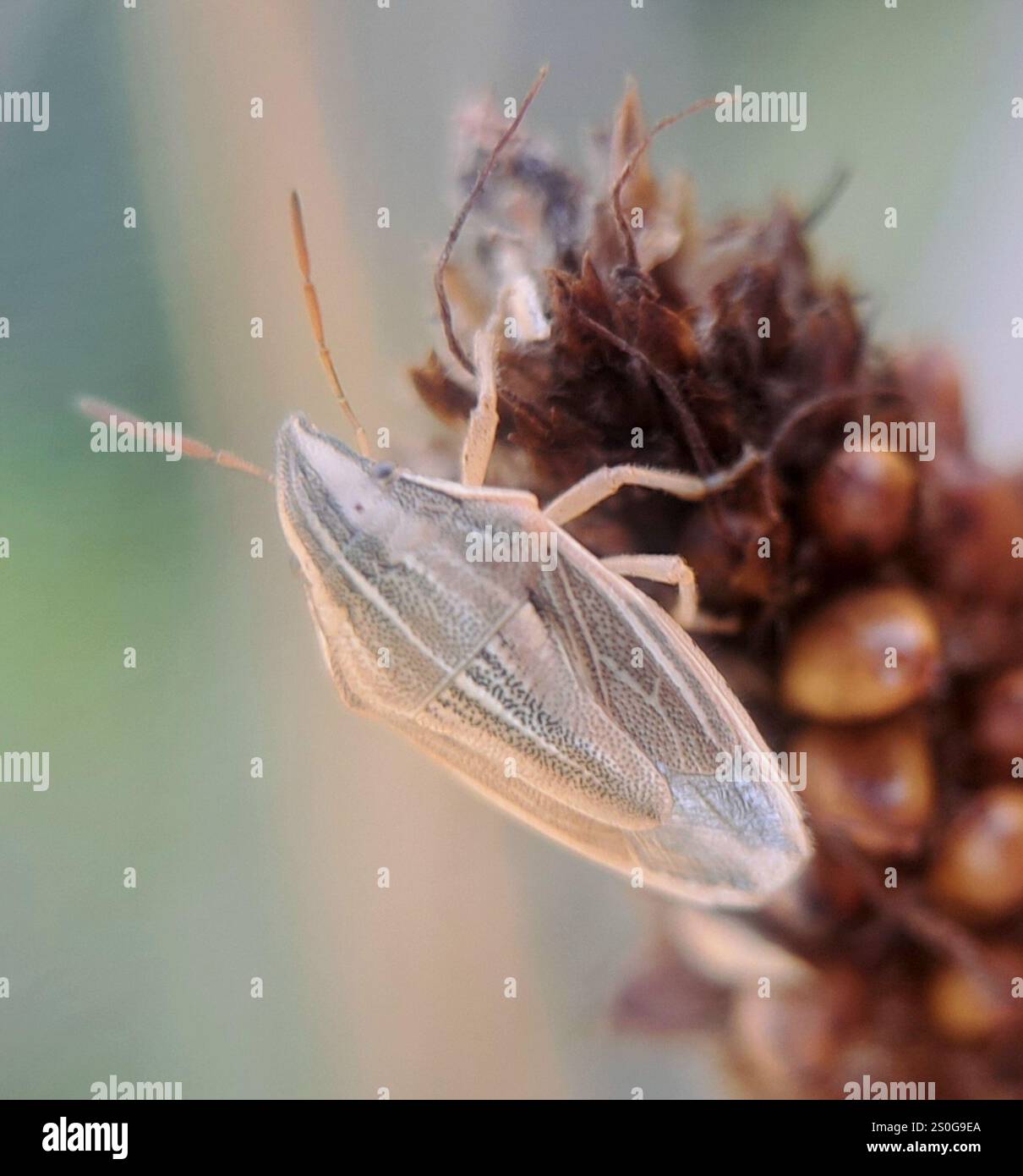 Bishop's Mitre Shield Bug (Aelia acuminata Stock Photo - Alamy