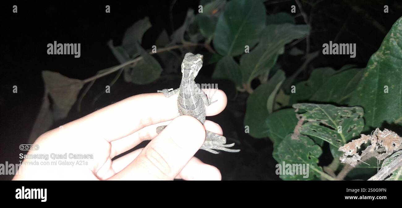 Common Basilisk (Basiliscus basiliscus Stock Photo - Alamy