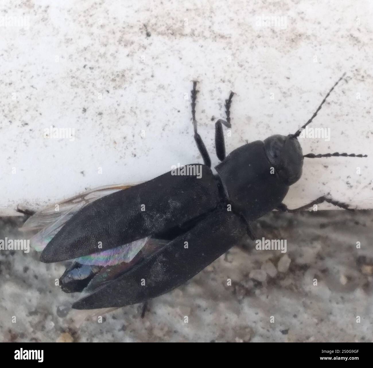 Melanophila acuminata hi-res stock photography and images - Alamy