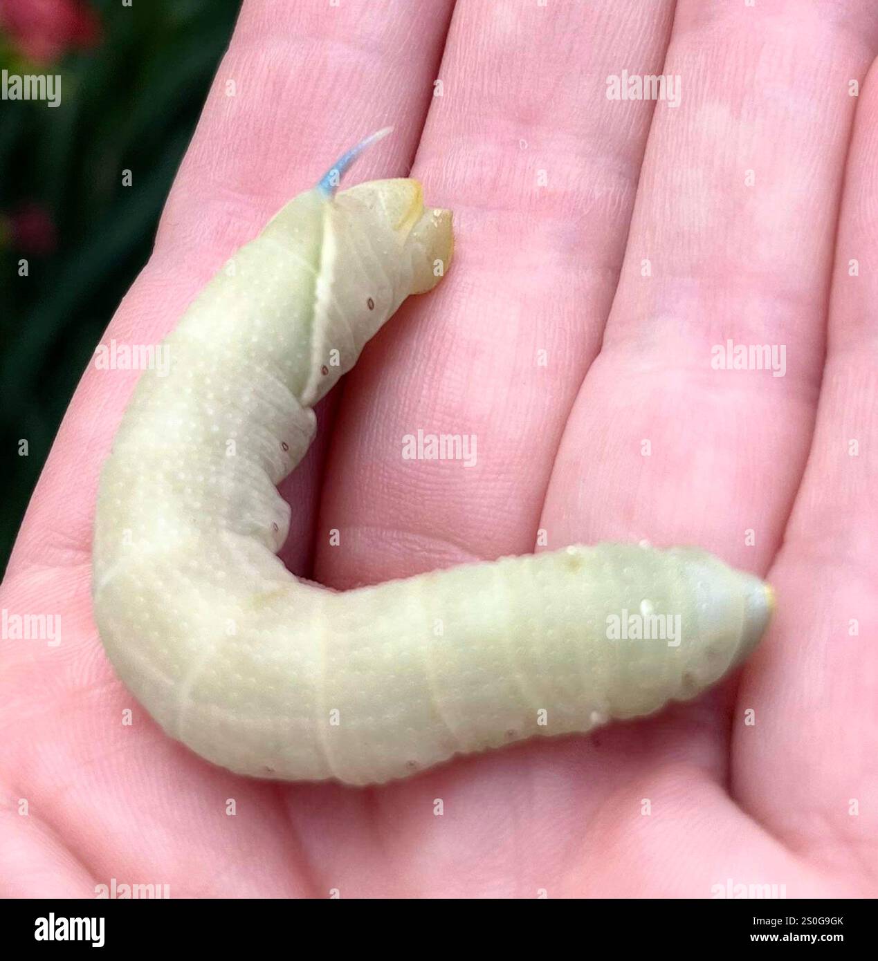 Western Eyed Sphinx (Smerinthus ophthalmica Stock Photo - Alamy